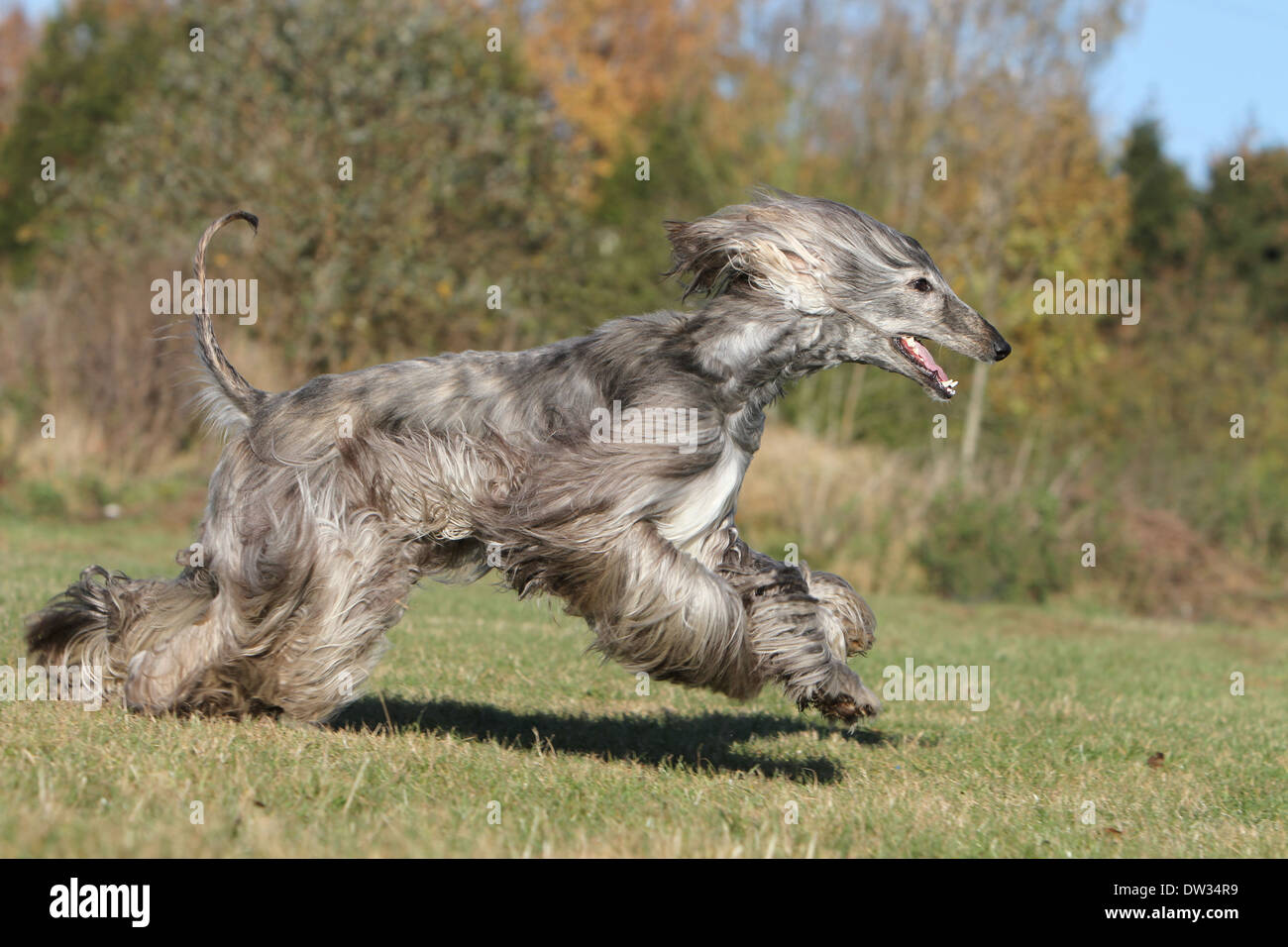 Dog Afghan Hound / adult running in a meadow Stock Photo - Alamy