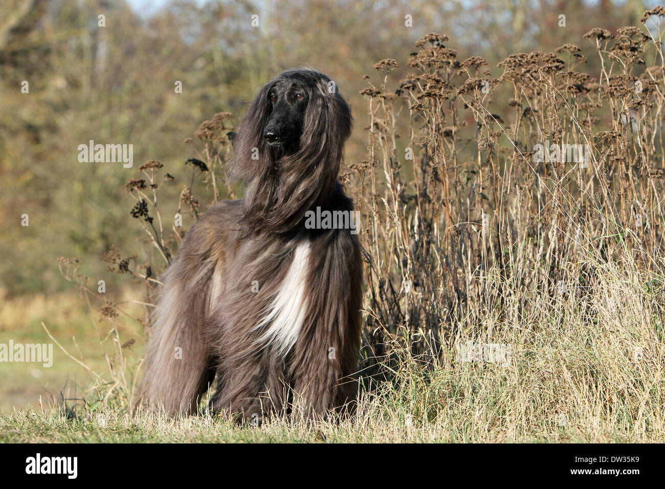 Shalgar hound hi-res stock photography and images - Alamy