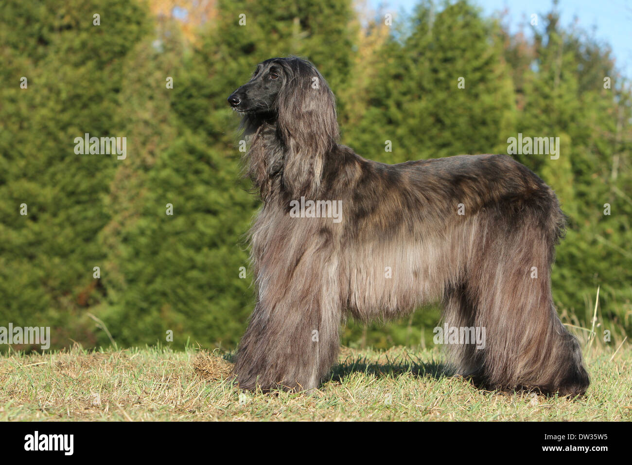 Dog Afghan Hound / adult standing in a meadow Stock Photo - Alamy