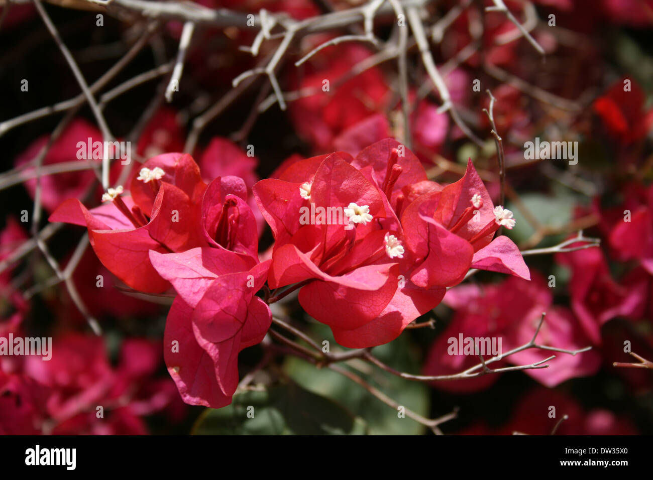 Rosette flower hi-res stock photography and images - Alamy