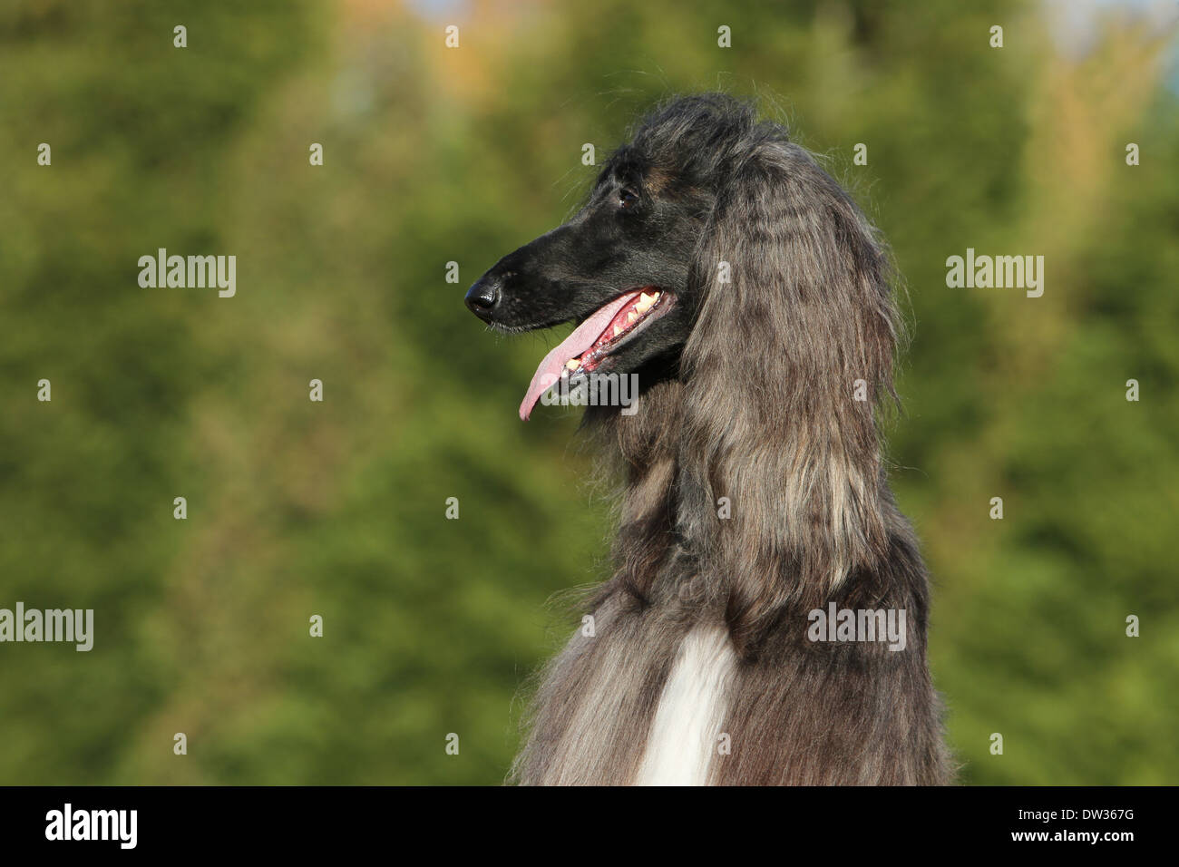 Dog Afghan Hound / adult portrait Stock Photo - Alamy
