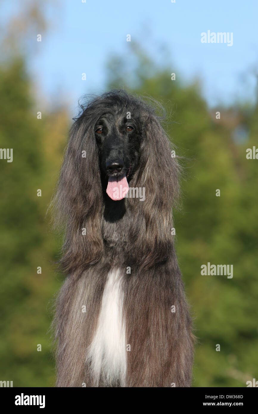 Afghan Hound Hair High Resolution Stock Photography and Images - Alamy