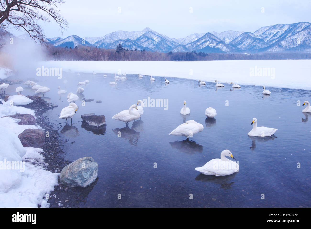 Swans in Hokkaido, Japan Stock Photo - Alamy