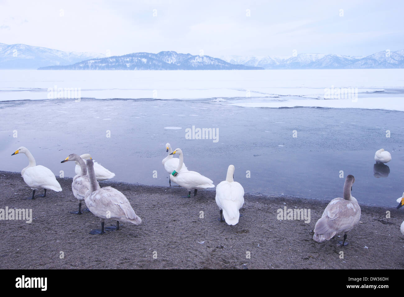 Swans in Hokkaido, Japan Stock Photo - Alamy