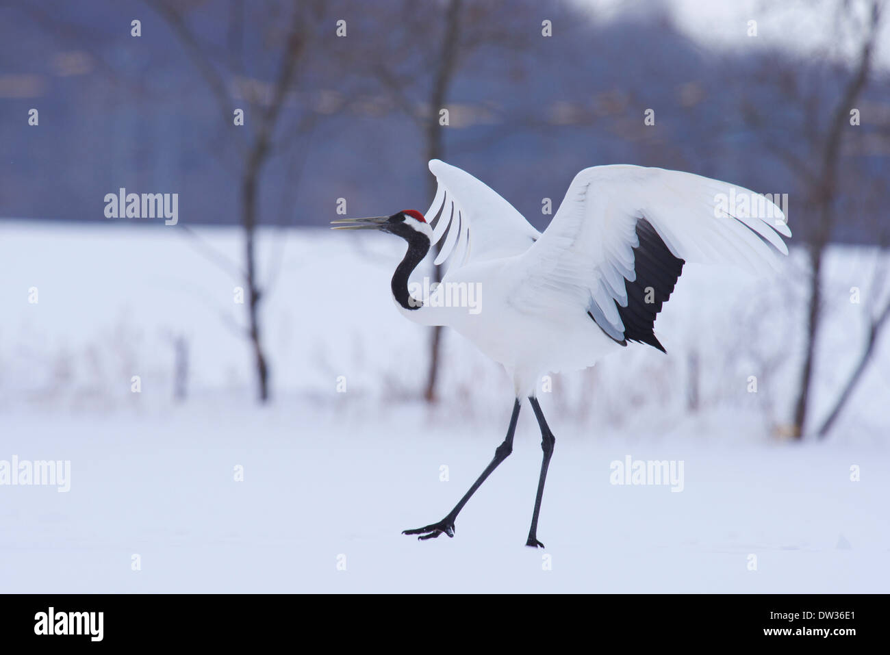 Japanese Crane, Hokkaido Stock Photo - Alamy
