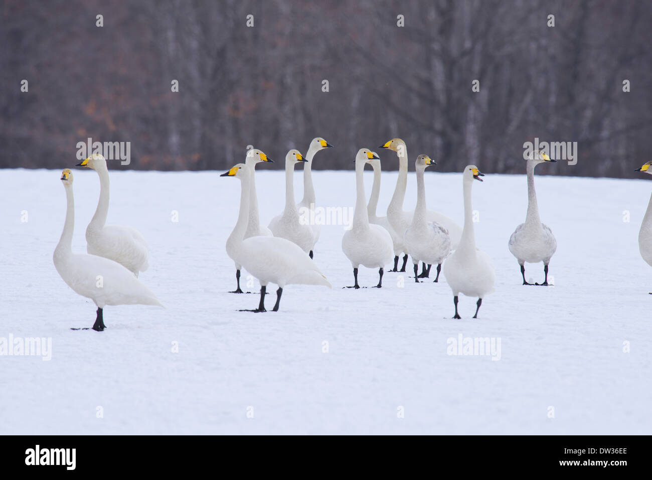 Group swans in field hi-res stock photography and images - Alamy