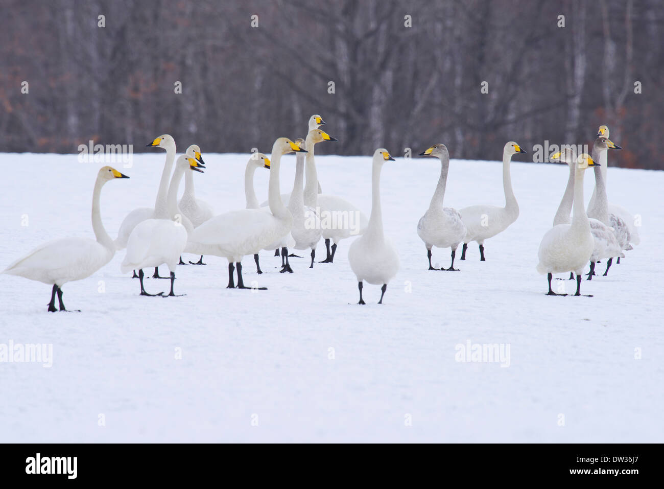 Swans in Hokkaido, Japan Stock Photo - Alamy