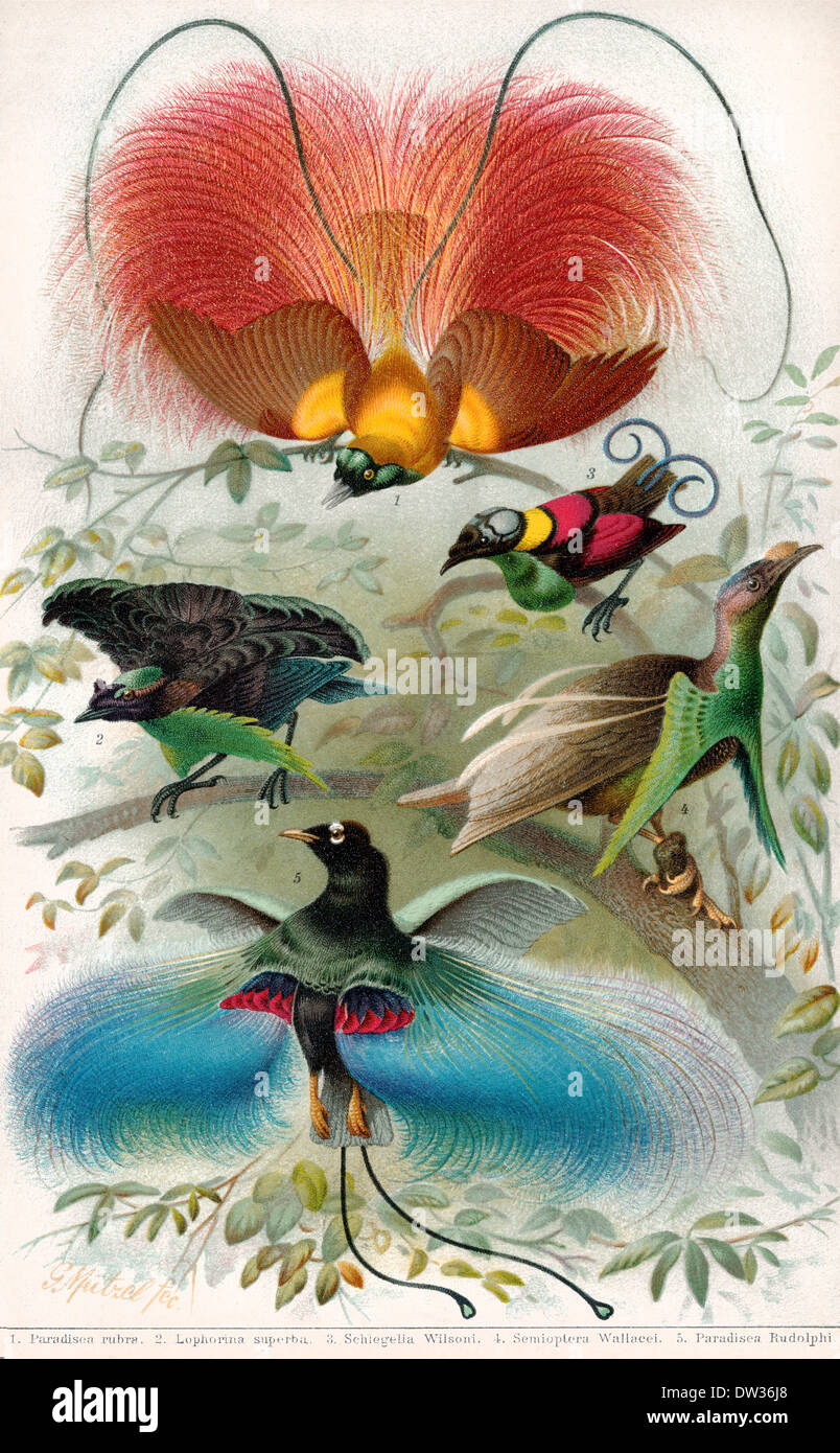 Historical illustration, birds-of-paradise, Paradisaeidae Stock Photo ...