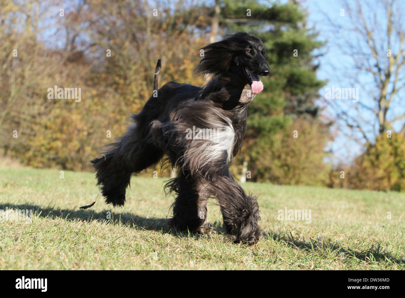 Dog Afghan Hound / adult running in a meadow Stock Photo - Alamy