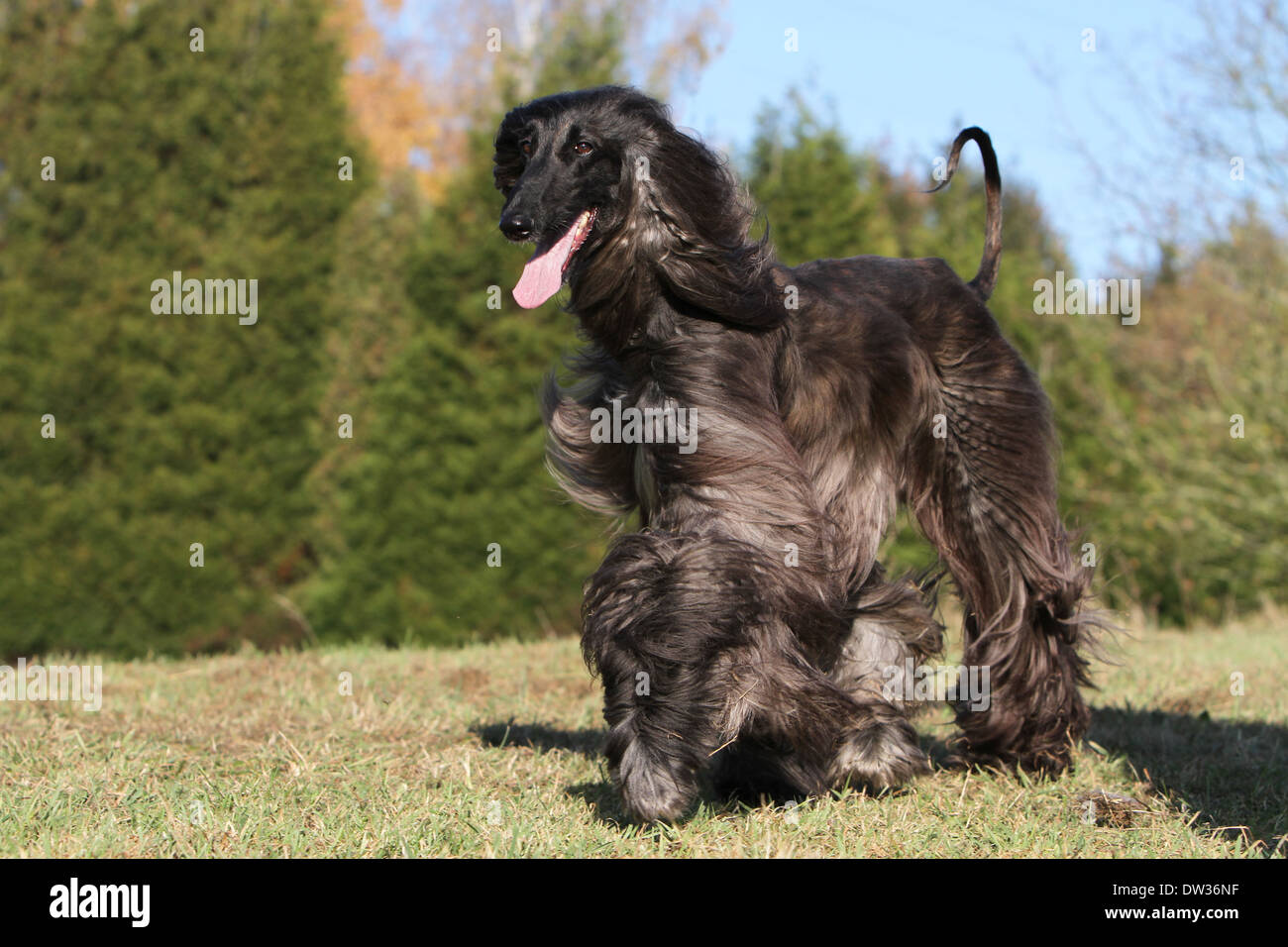 Dog Afghan Hound / adult walking in a meadow Stock Photo - Alamy