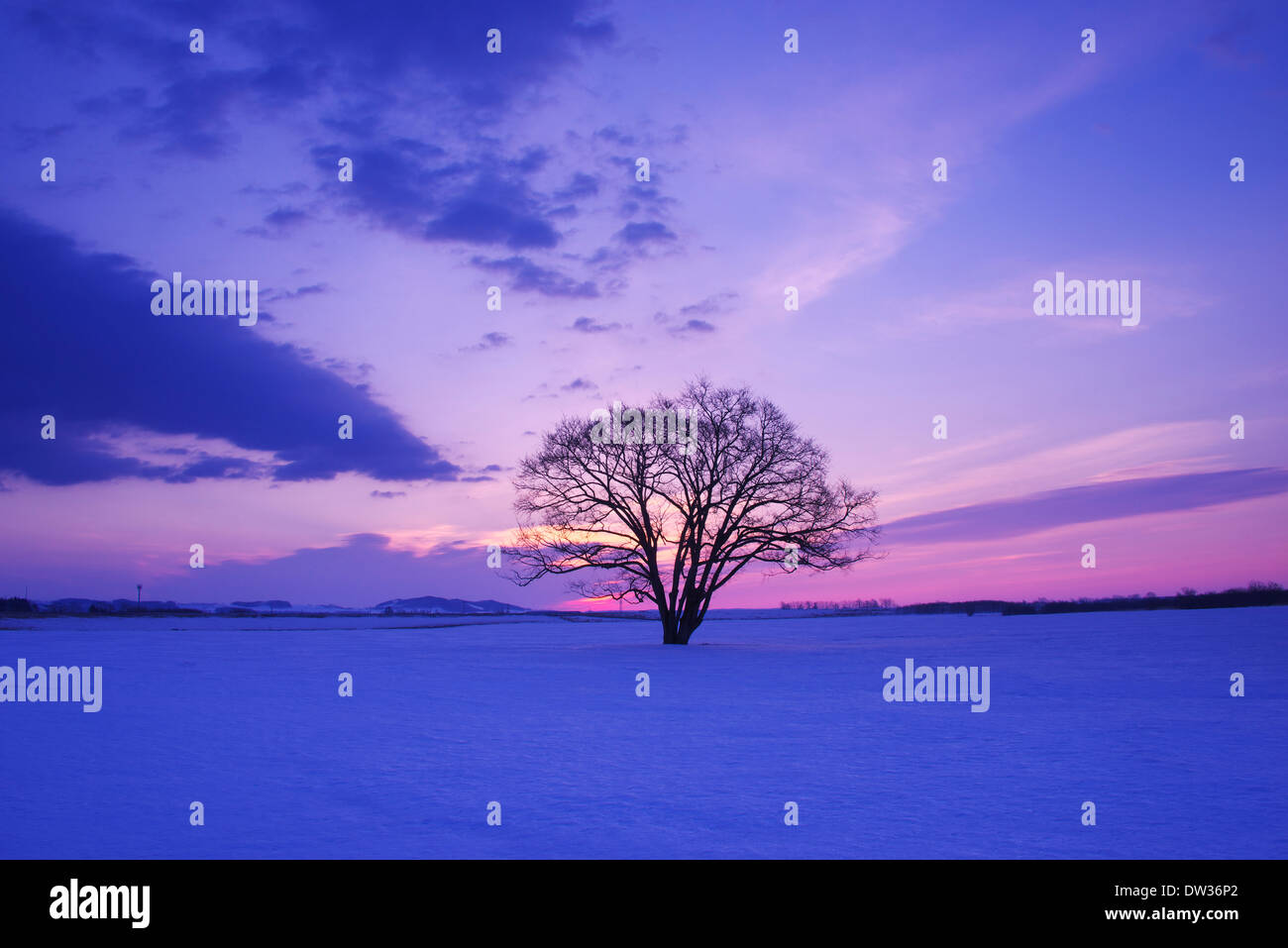 Field elm hi-res stock photography and images - Alamy