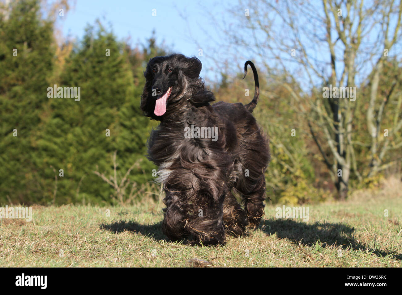 Dog Afghan Hound / adult running in a meadow Stock Photo - Alamy