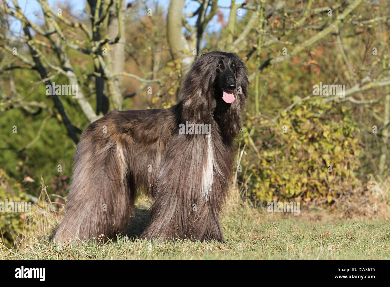 Shalgar hound hi-res stock photography and images - Alamy
