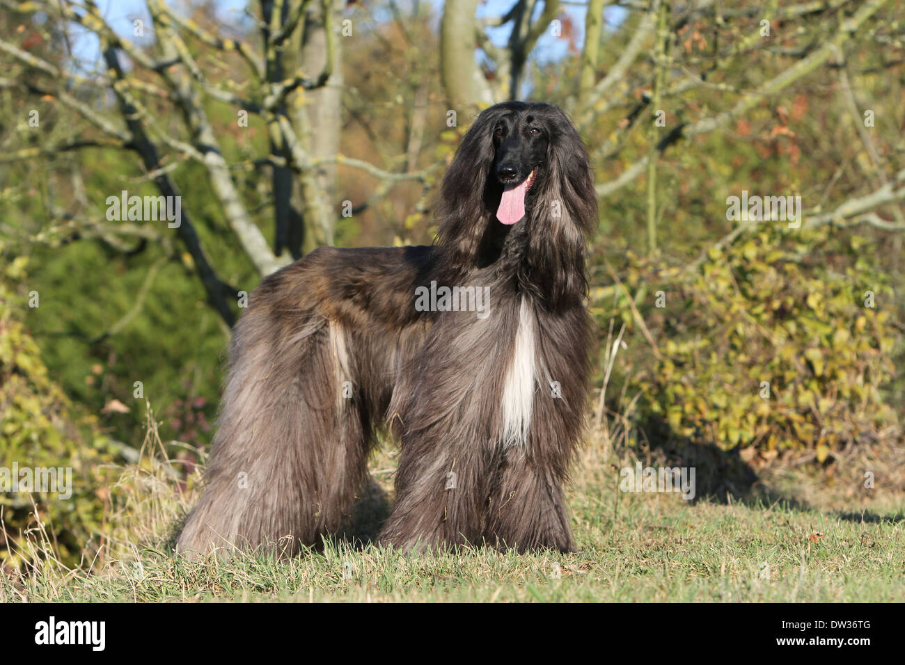 Hound sage balochi ogar afgan hi-res stock photography and images - Alamy