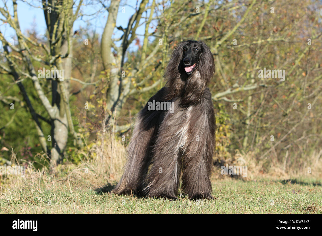 Dog Afghan Hound / adult standing in a meadow Stock Photo - Alamy