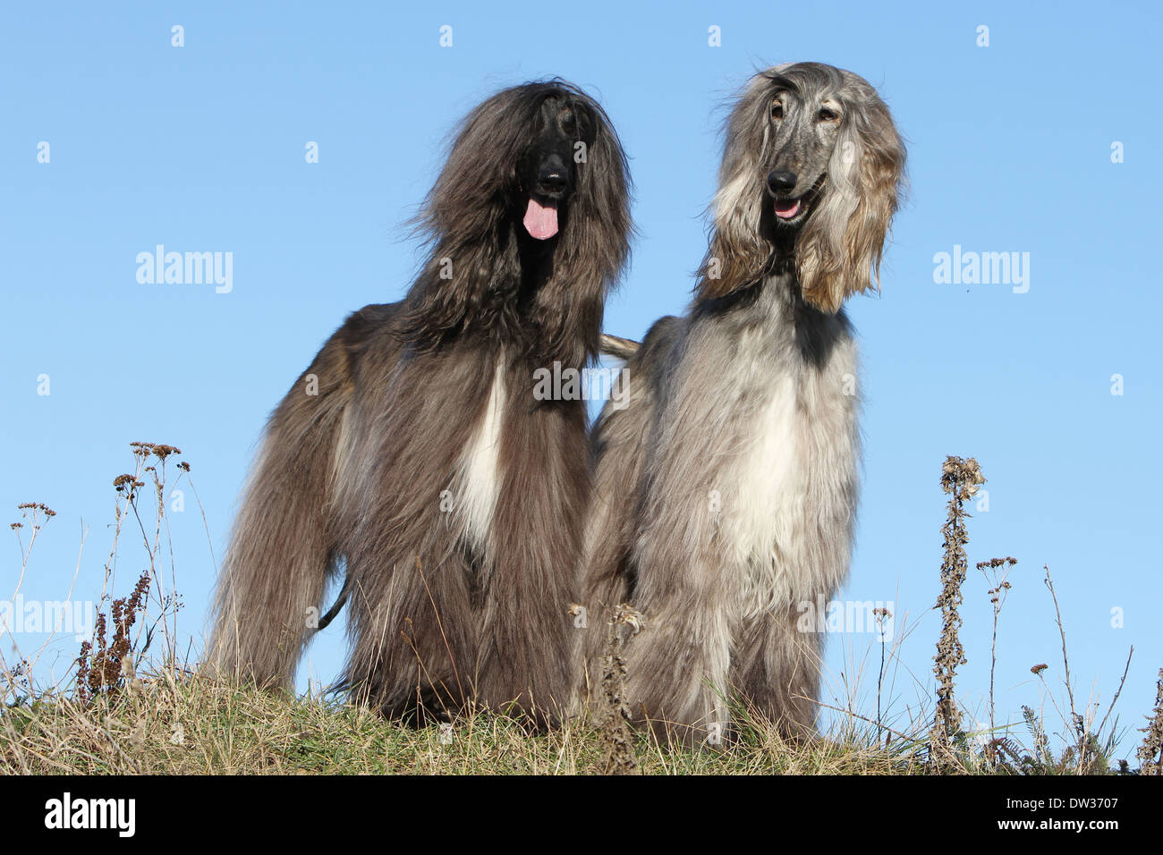 Afghan couple hi-res stock photography and images - Alamy