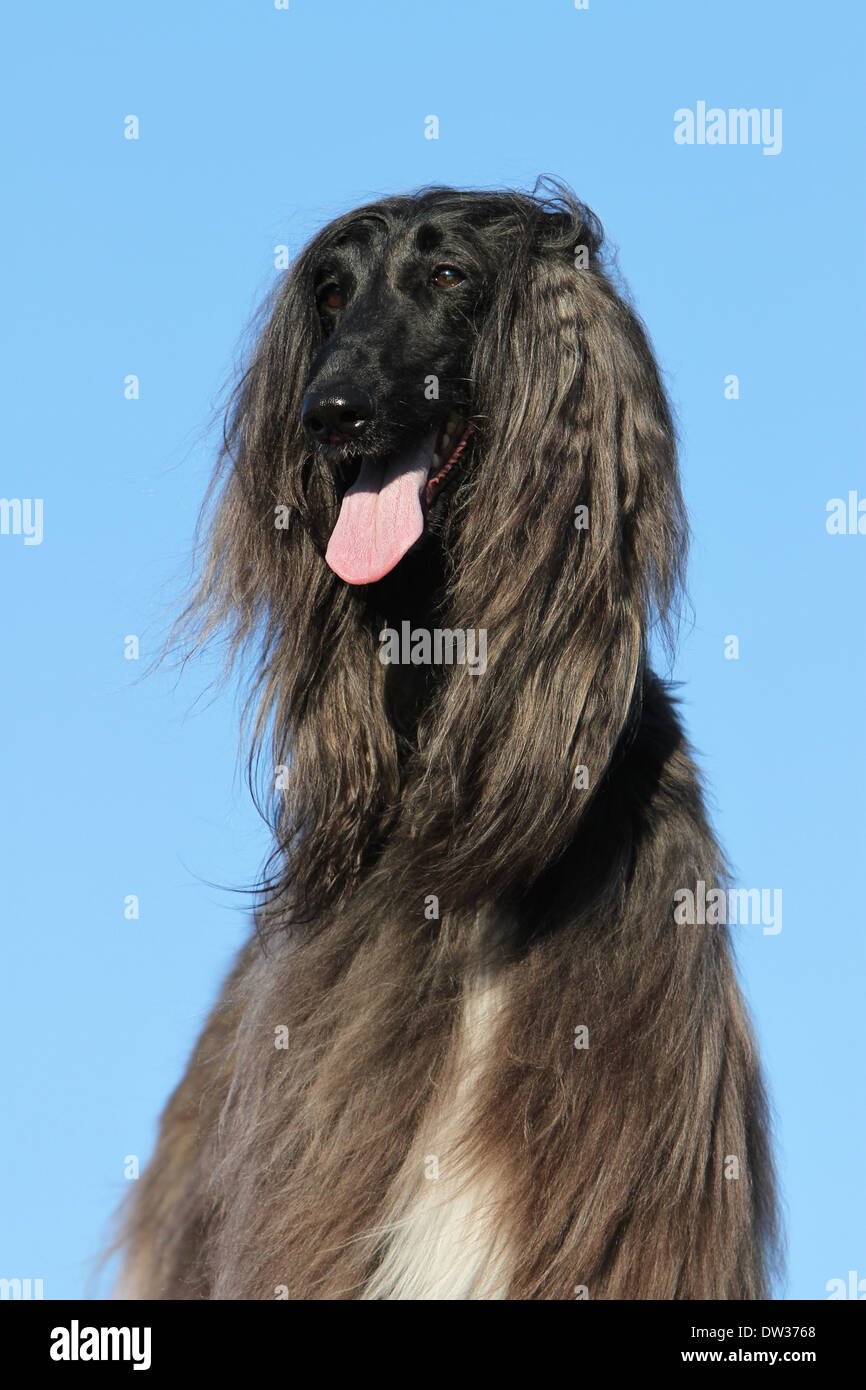 Dog Afghan Hound / adult portrait Stock Photo - Alamy
