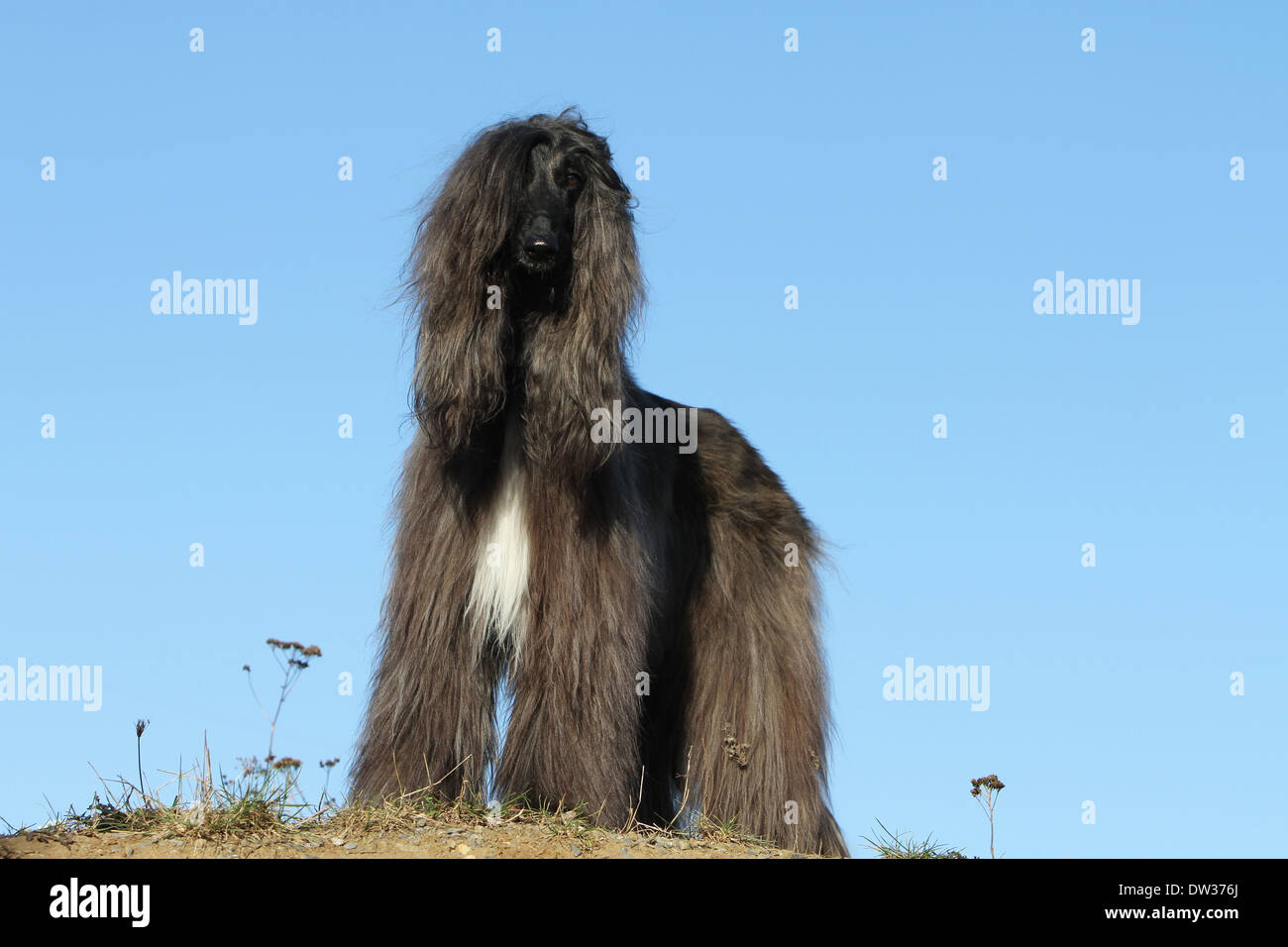 Dog Afghan Hound / adult standing in a meadow Stock Photo - Alamy