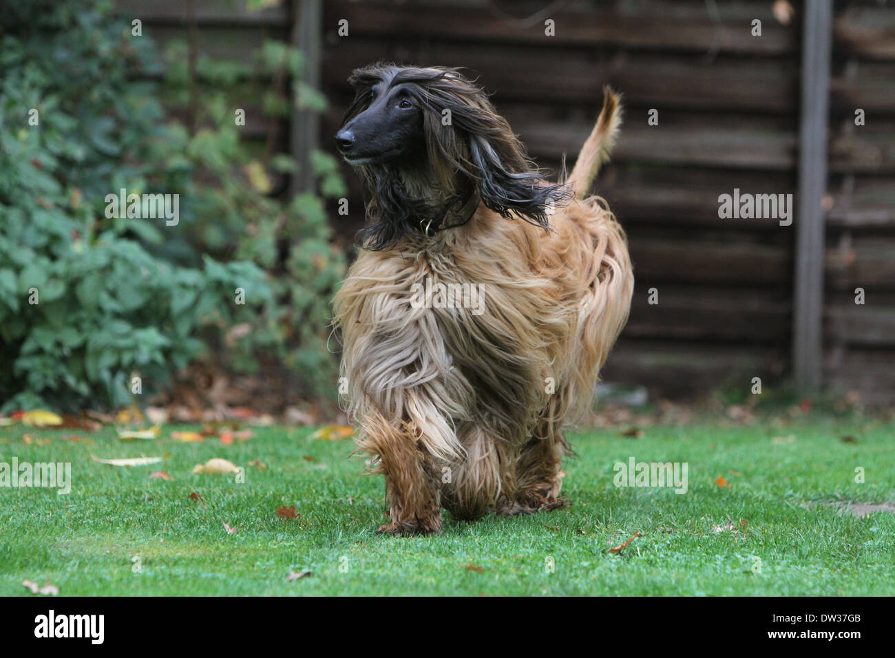 Dog Afghan Hound / adult walking in a garden Stock Photo - Alamy