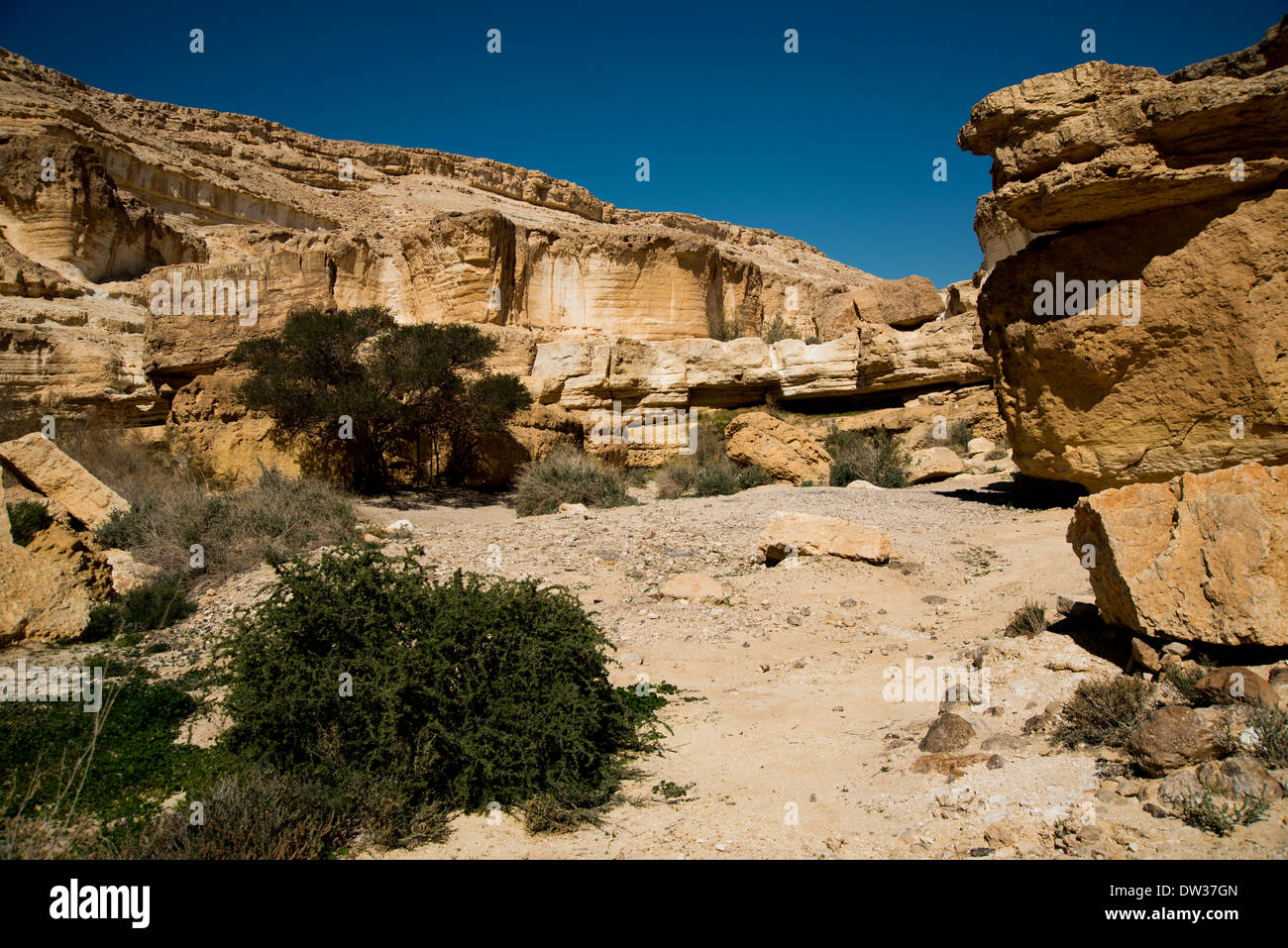 Negev Desert,Wadi Zin, Wilderness of Zin , Israel,Gev Zarchan Stock ...