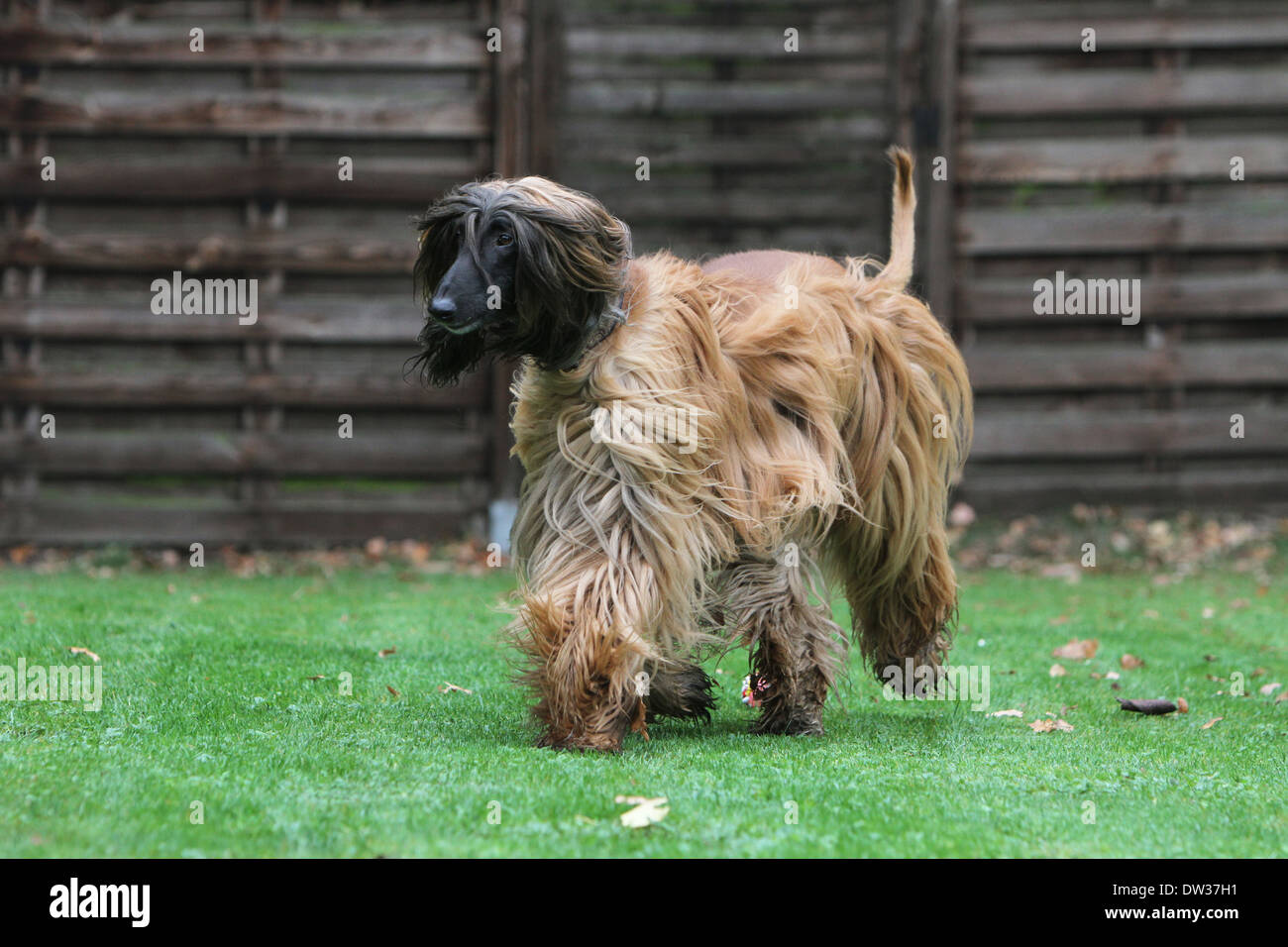 Dog Afghan Hound / adult walking in a garden Stock Photo - Alamy