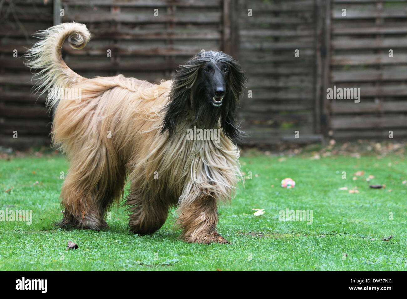 Dog Afghan Hound / adult walking in a garden Stock Photo - Alamy