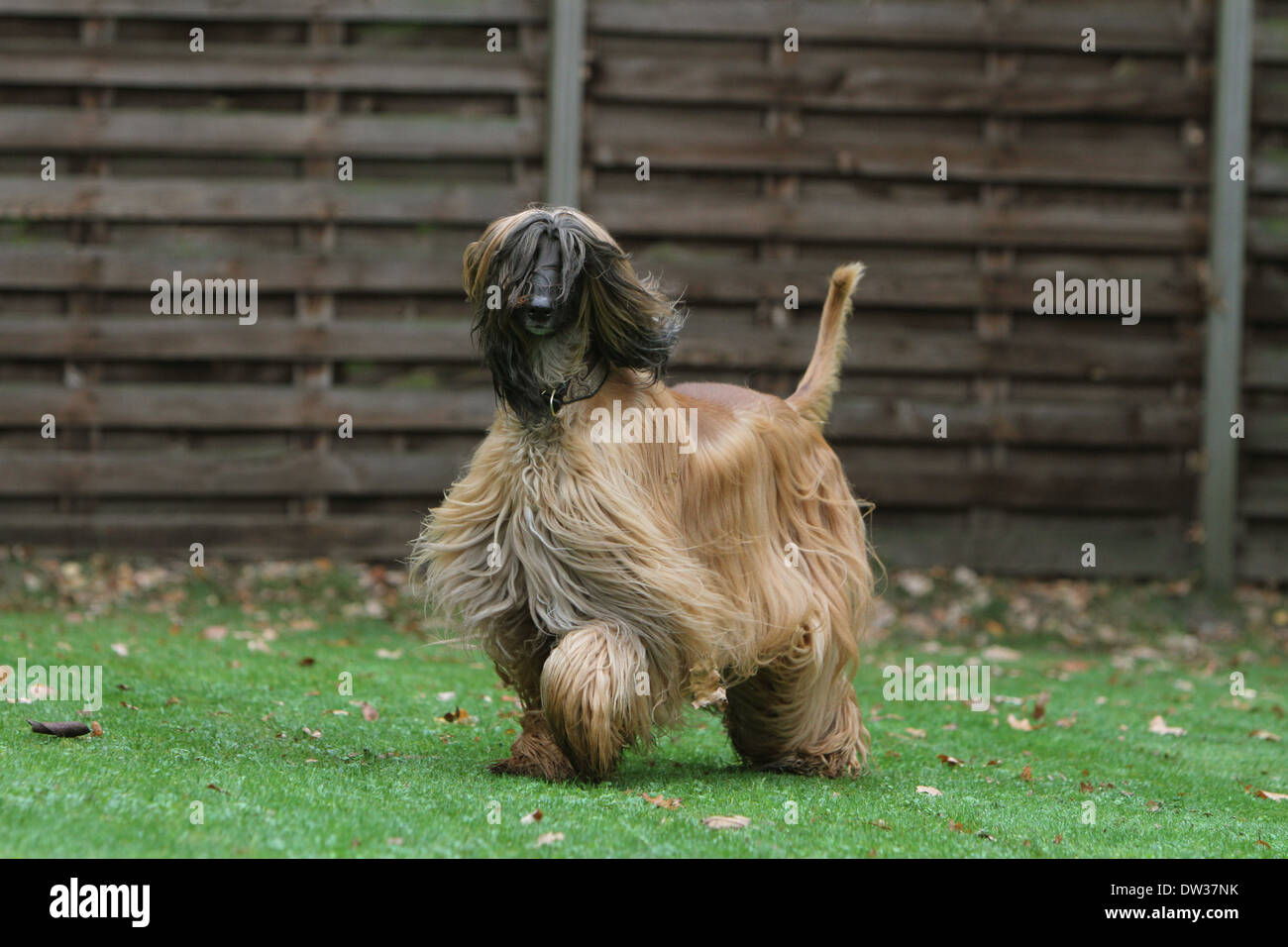 Dog Afghan Hound / adult walking in a garden Stock Photo - Alamy