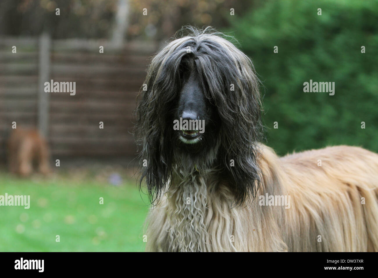 Dog Afghan Hound / adult portrait Stock Photo - Alamy