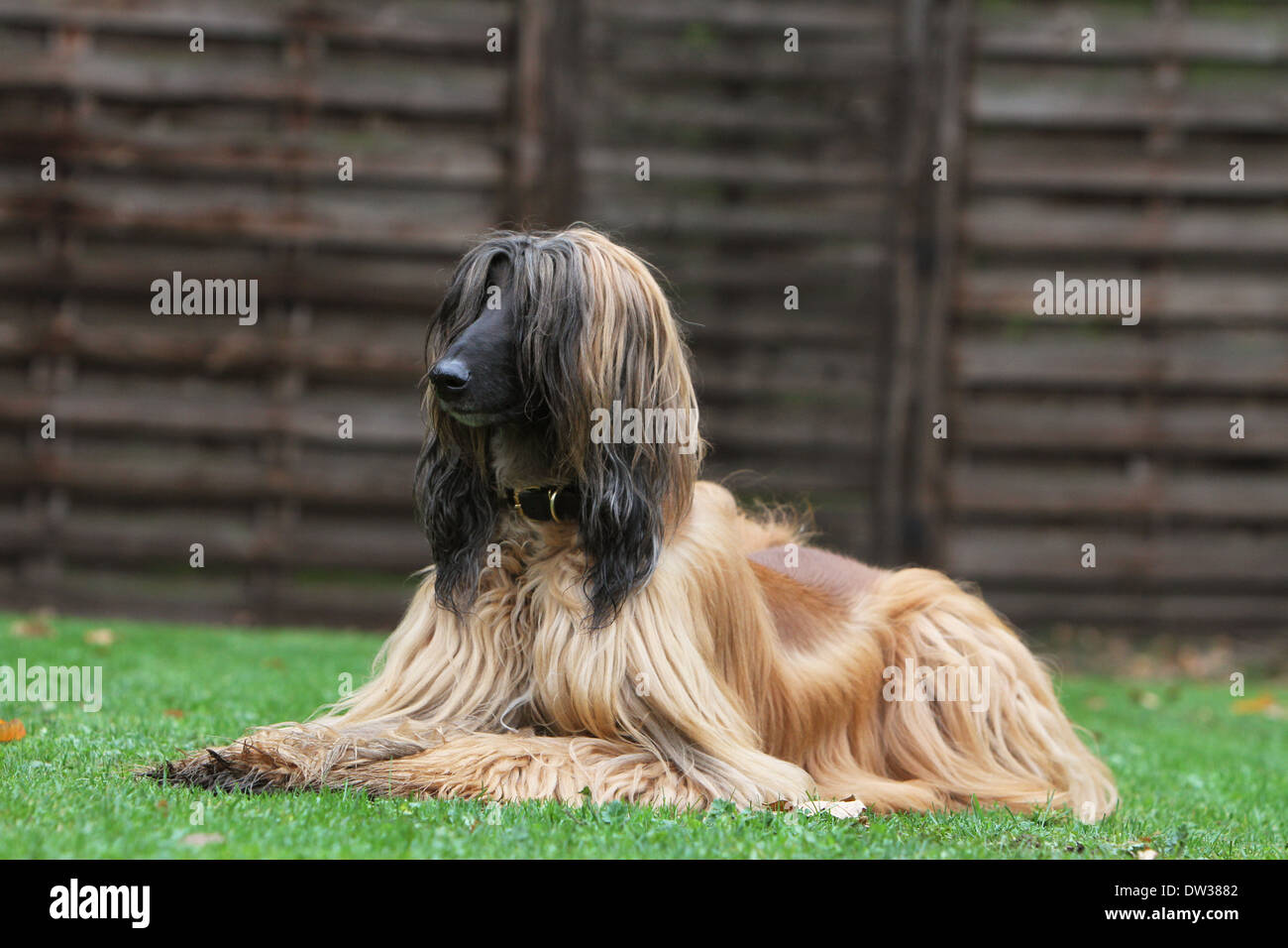 Dog Afghan Hound / adult lying in a garden Stock Photo - Alamy