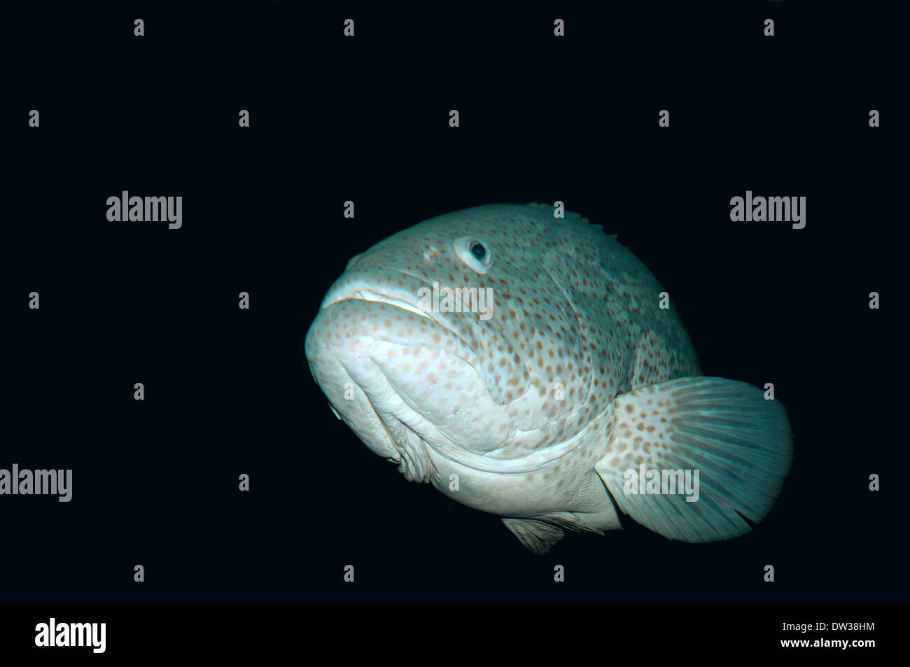 Malabar rockcod hi-res stock photography and images - Alamy