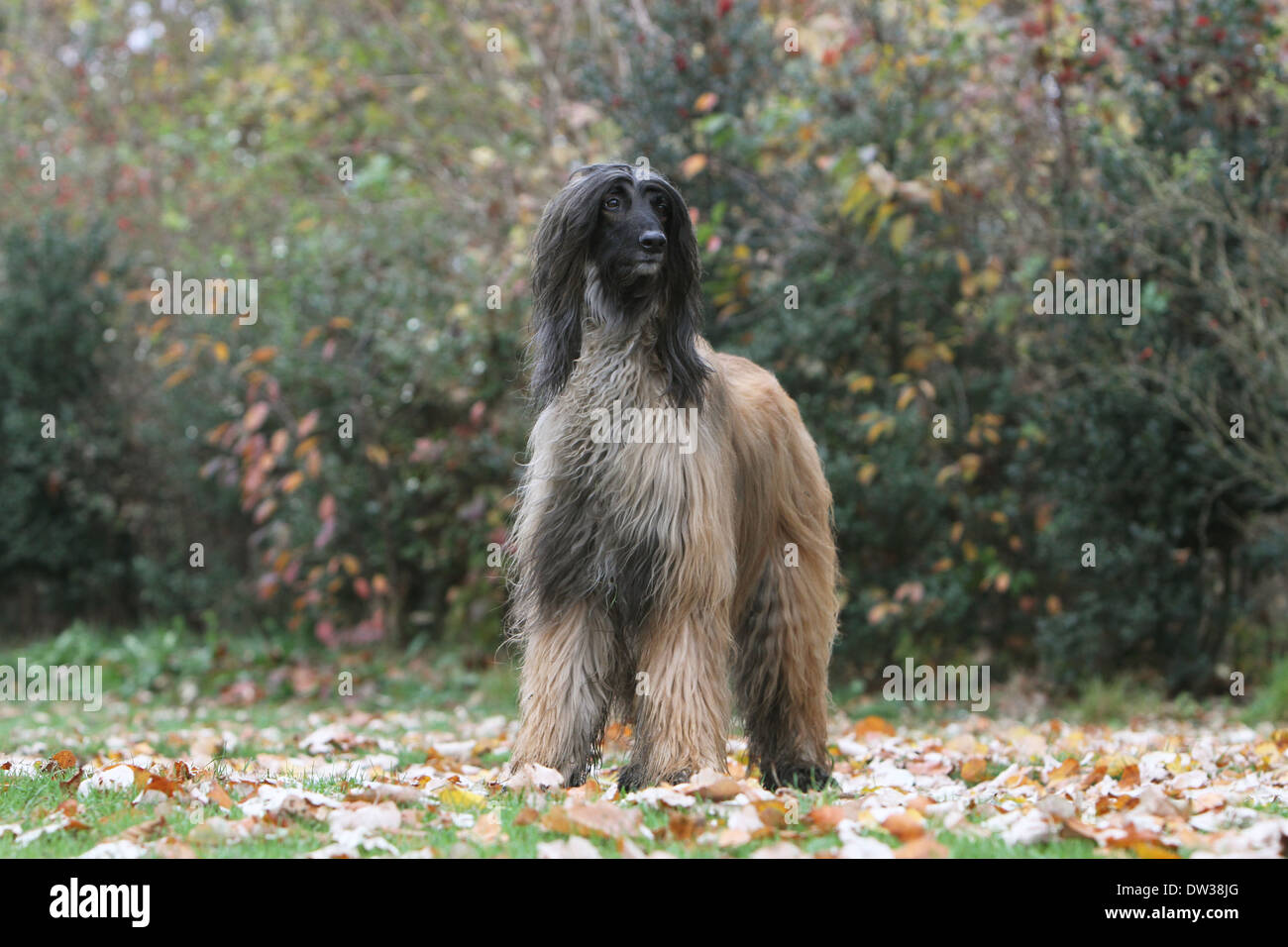 Dead hound hi-res stock photography and images - Alamy