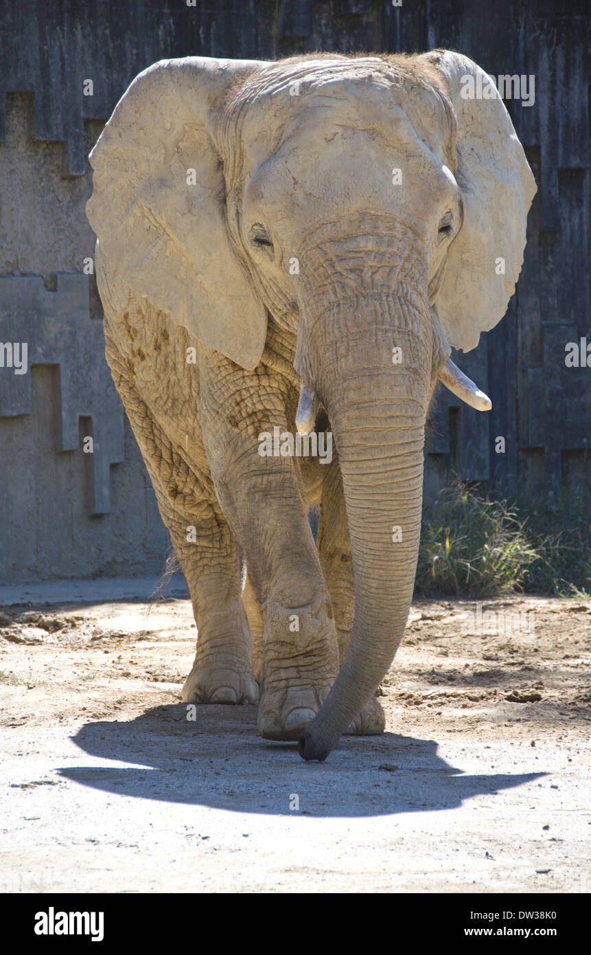 Elephant nose front hi-res stock photography and images - Alamy