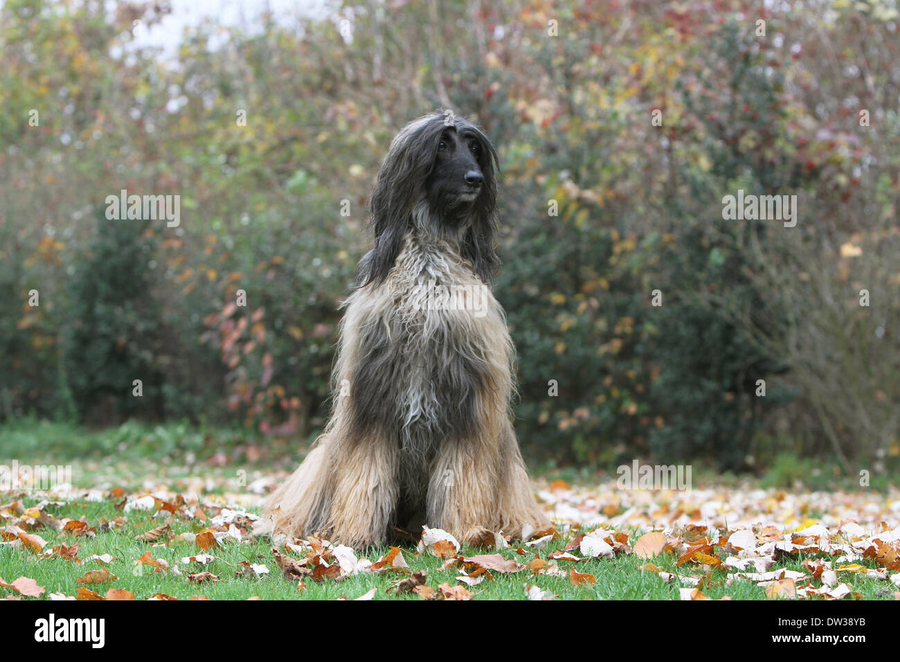 Dead hound hi-res stock photography and images - Alamy