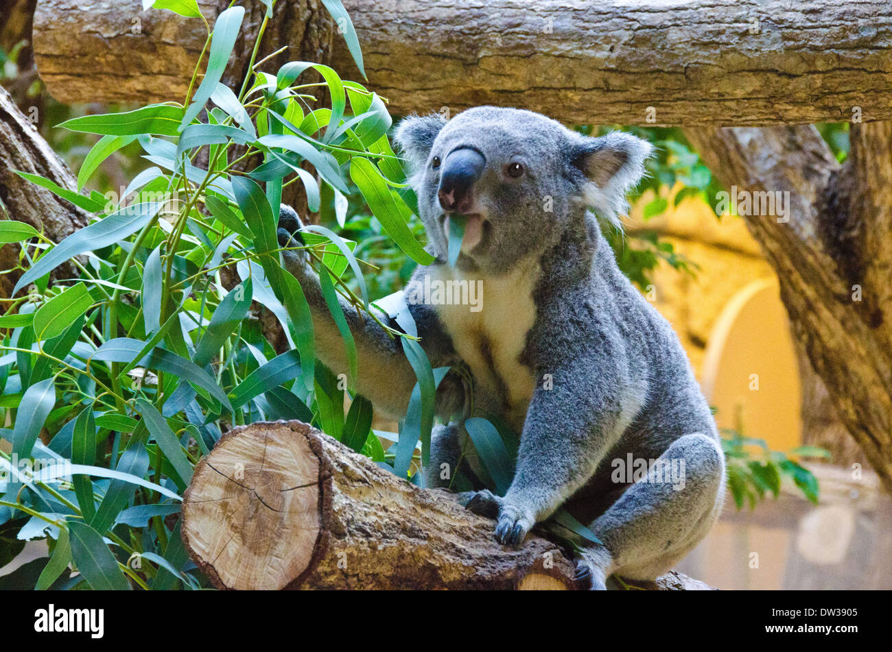 Koala Eating Zoo High Resolution Stock Photography and Images - Alamy