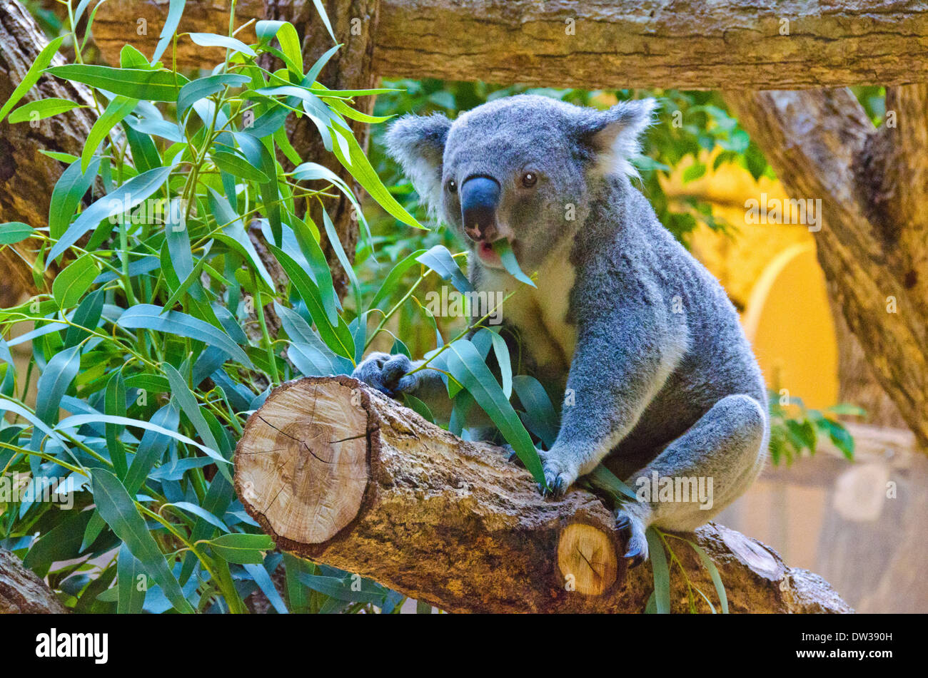 Nagoya zoo hi-res stock photography and images - Alamy