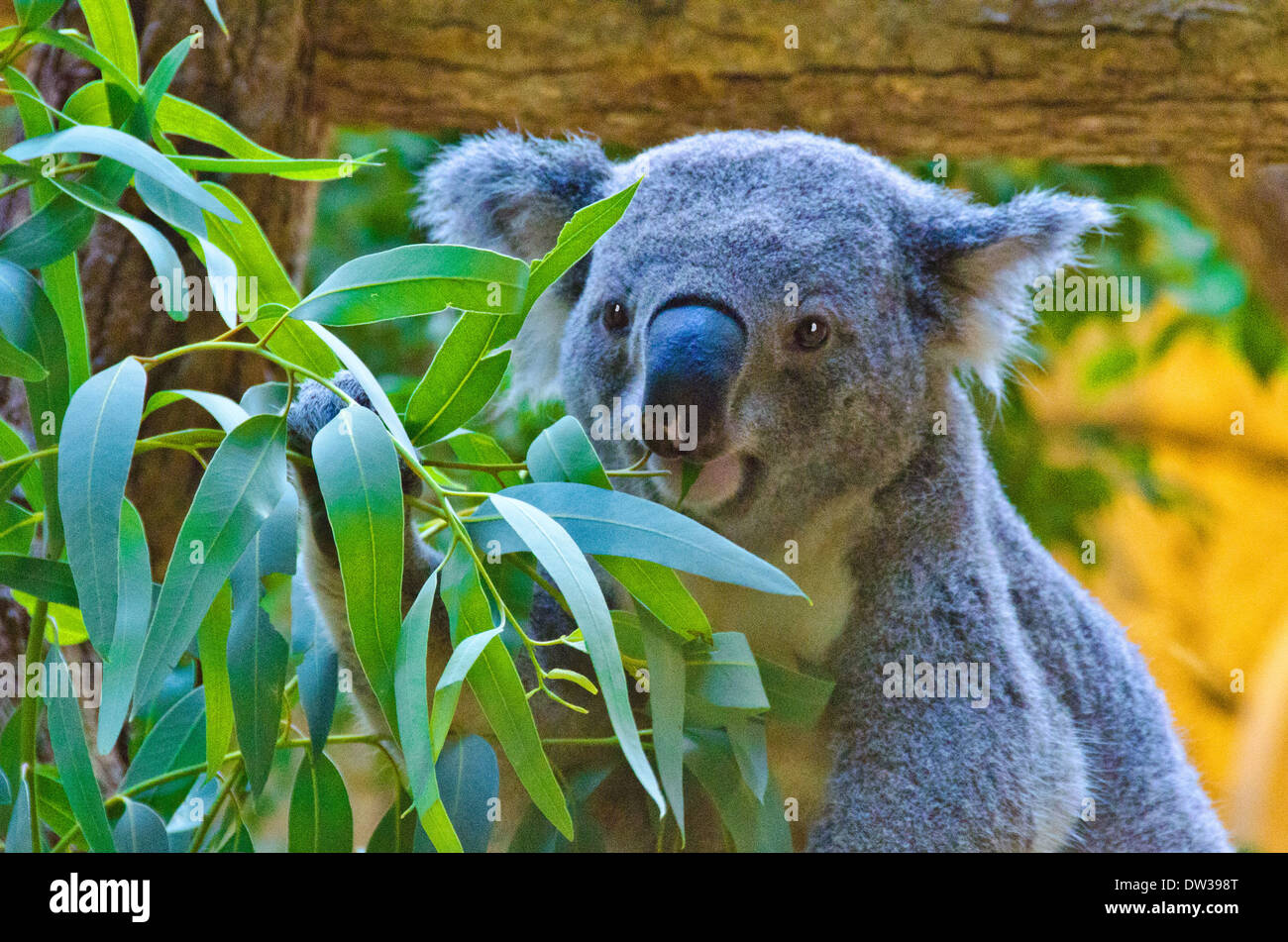 Koala eating close up hi-res stock photography and images - Alamy