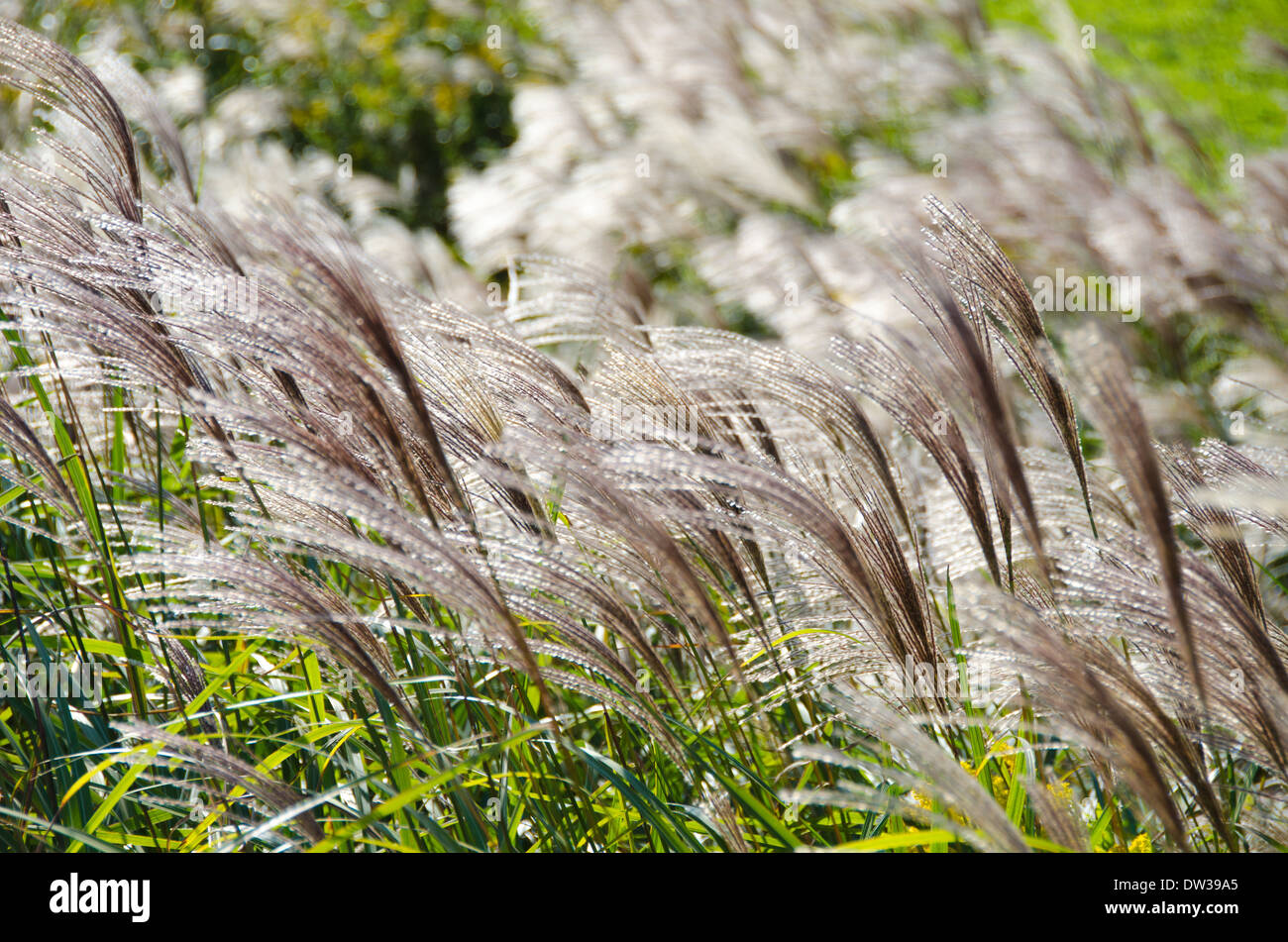 Japanese silver grass Stock Photo - Alamy