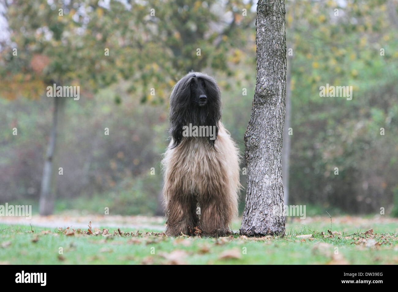 Dog Afghan Hound / adult standing in a park Stock Photo - Alamy