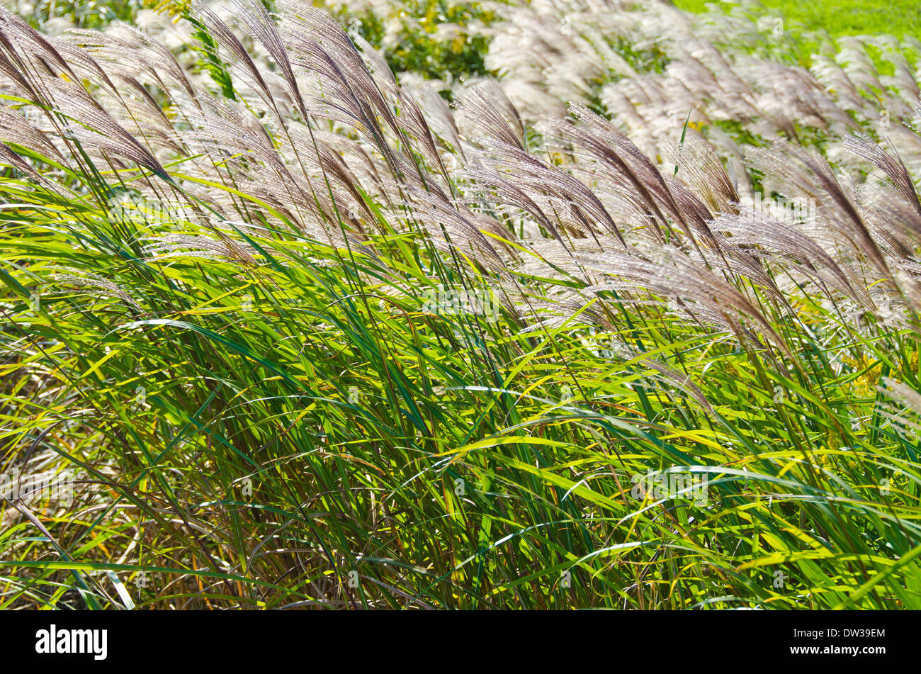 Japanese silver grass Stock Photo - Alamy