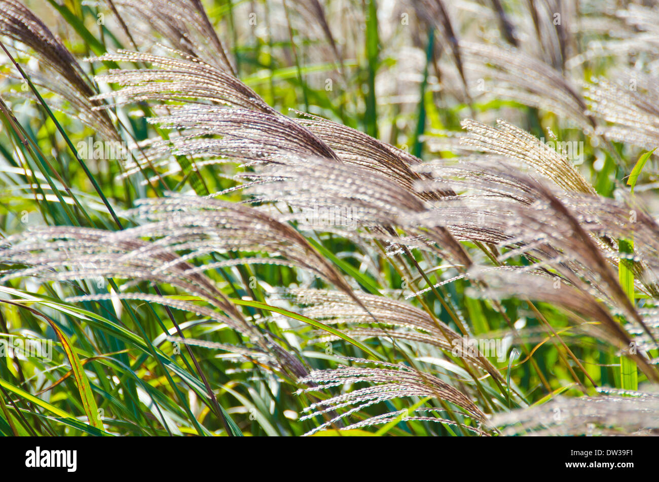 Japanese silver grass Stock Photo - Alamy