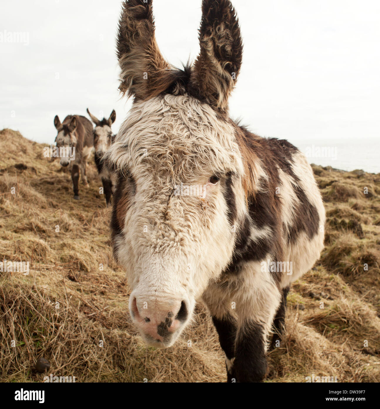 Depressed donkey hi-res stock photography and images - Alamy