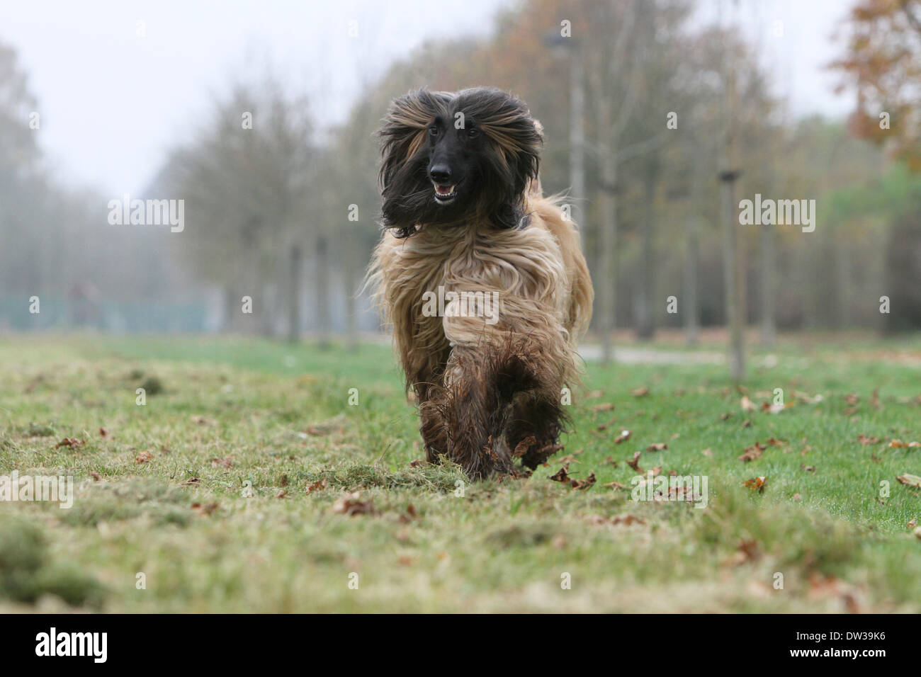 Dog Afghan Hound / adult running in a meadow Stock Photo - Alamy