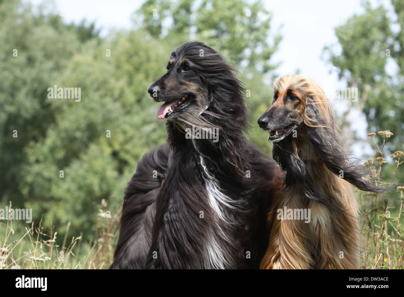 Dog Afghan Hound / two adults (different colors) portrait Stock Photo ...