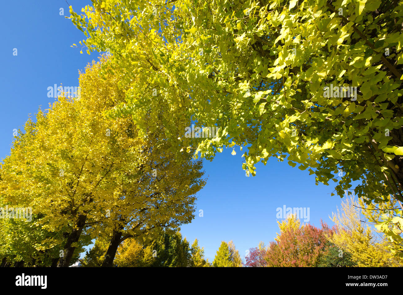 Trees and sky Stock Photo - Alamy