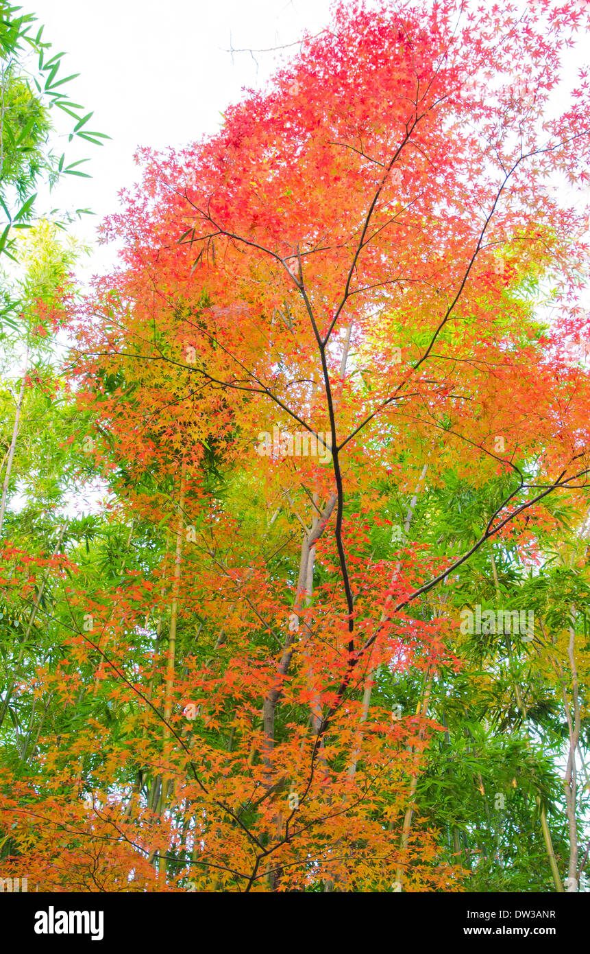 Maple trees and sky Stock Photo - Alamy