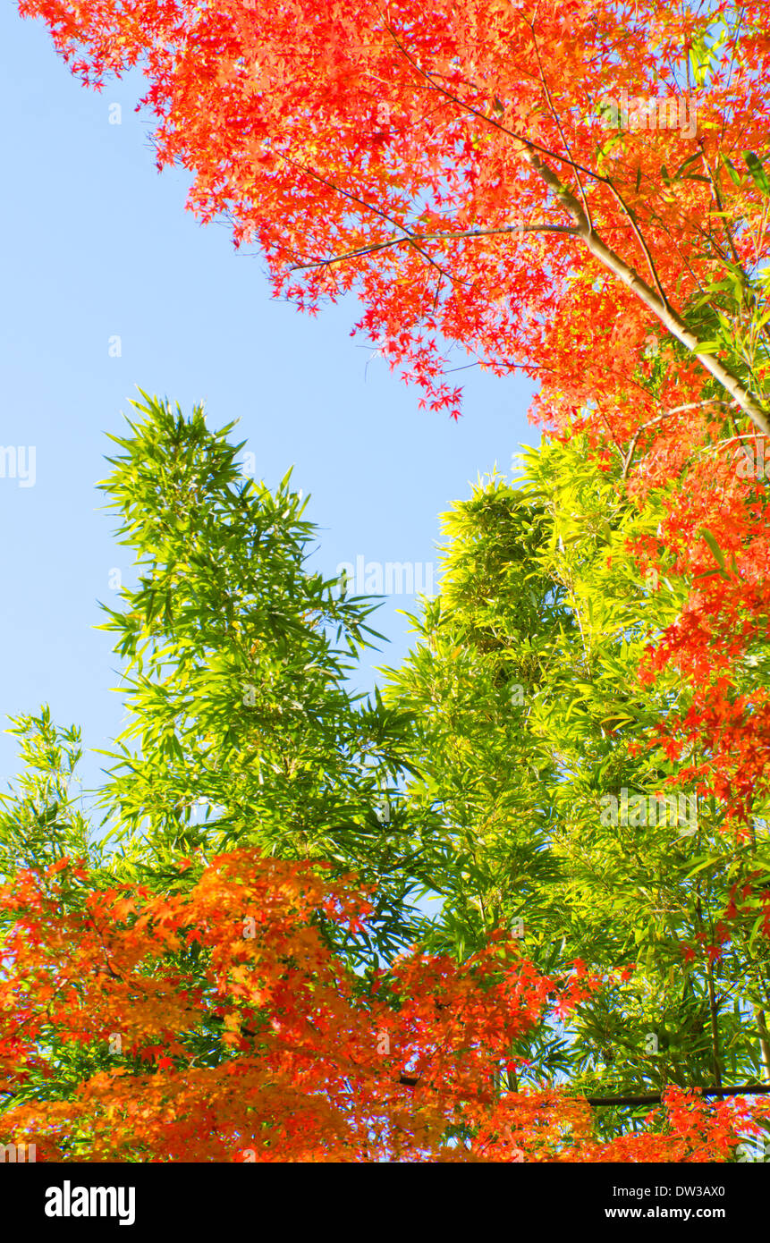 Maple trees and sky Stock Photo - Alamy
