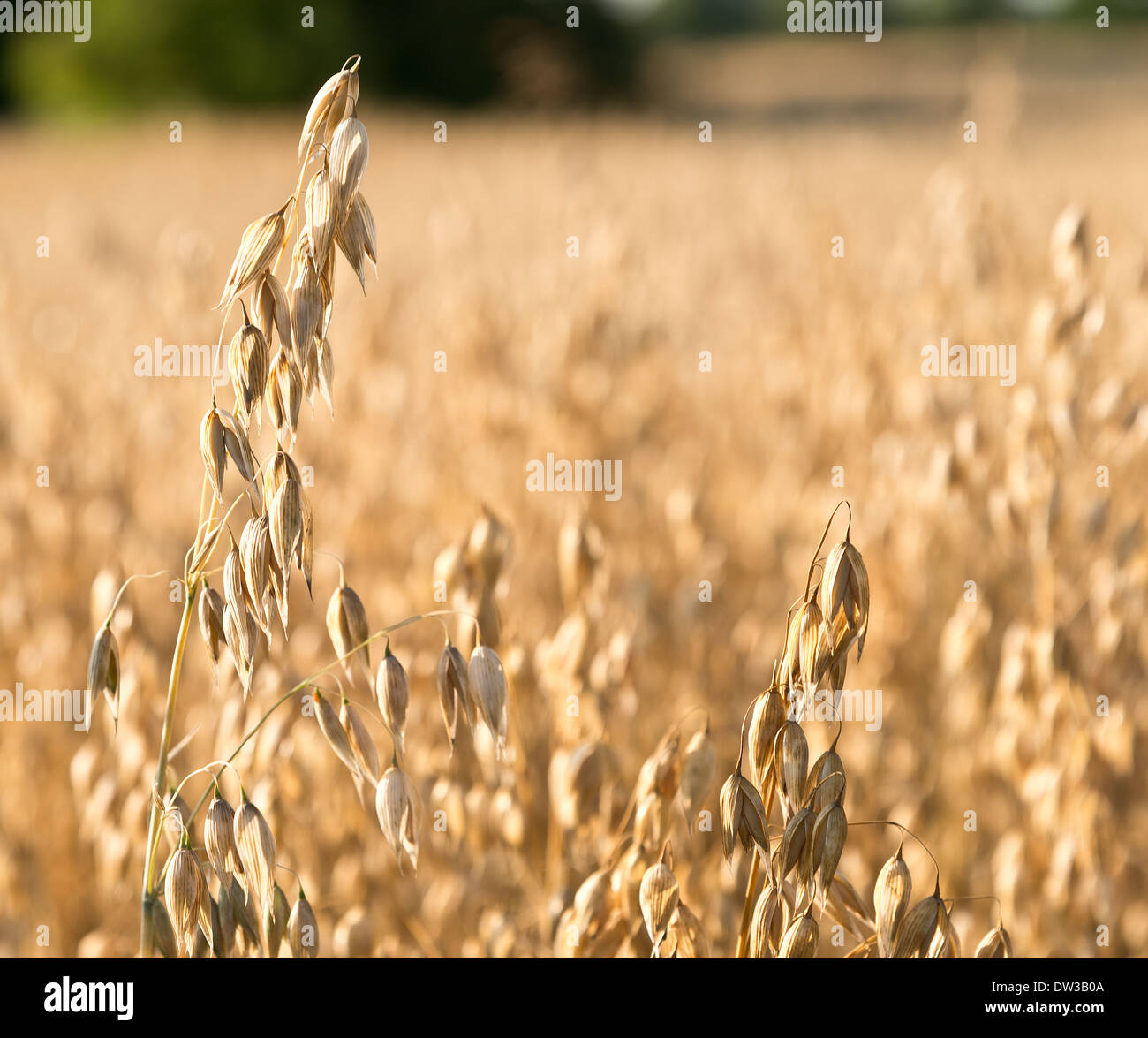 Oat field hi-res stock photography and images - Alamy