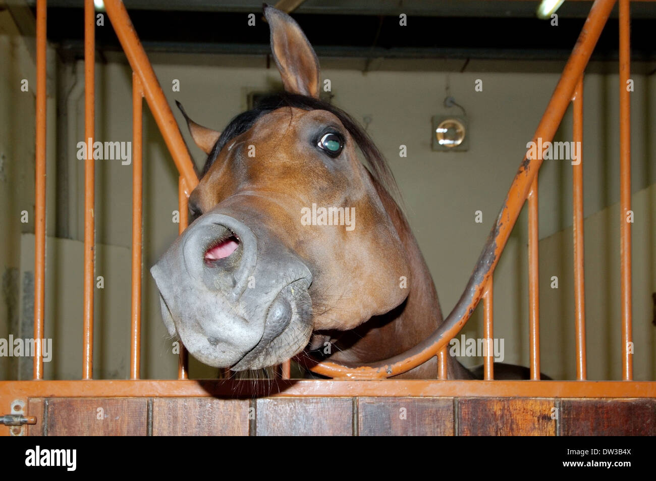 Arabian or Arab horse, Sharjah (emirate), UAE Stock Photo - Alamy