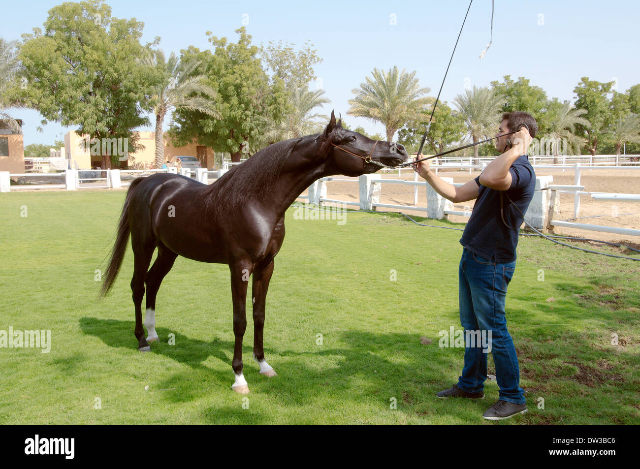 Sharjah horses hi-res stock photography and images - Alamy
