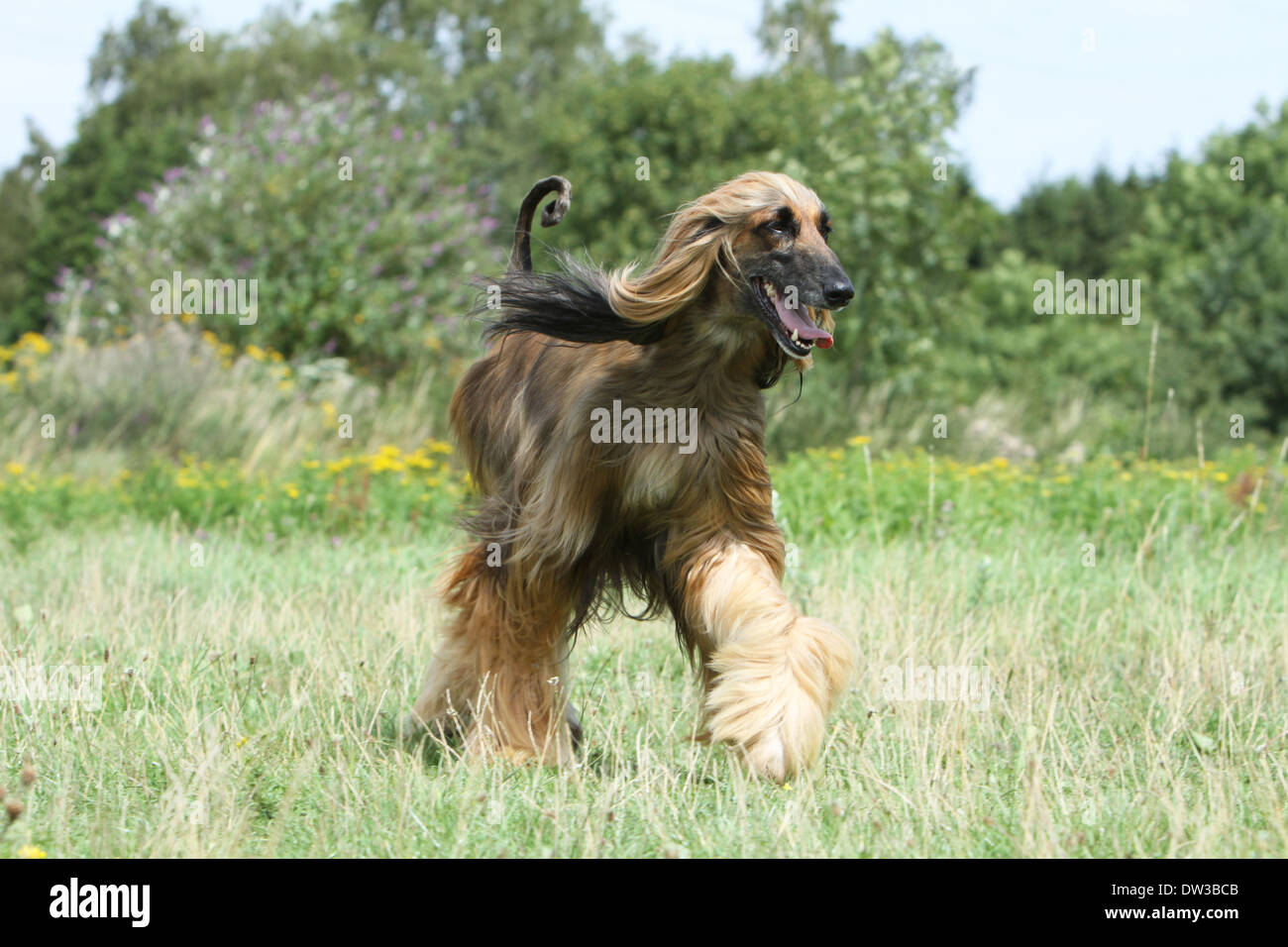 Afgan hound walking hi-res stock photography and images - Alamy
